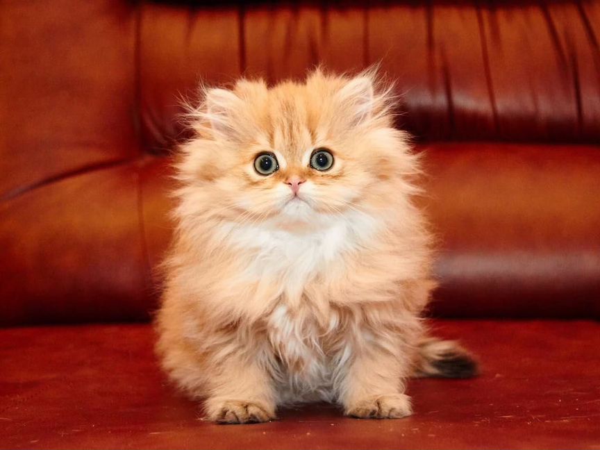 Золотые британские пушистые котята