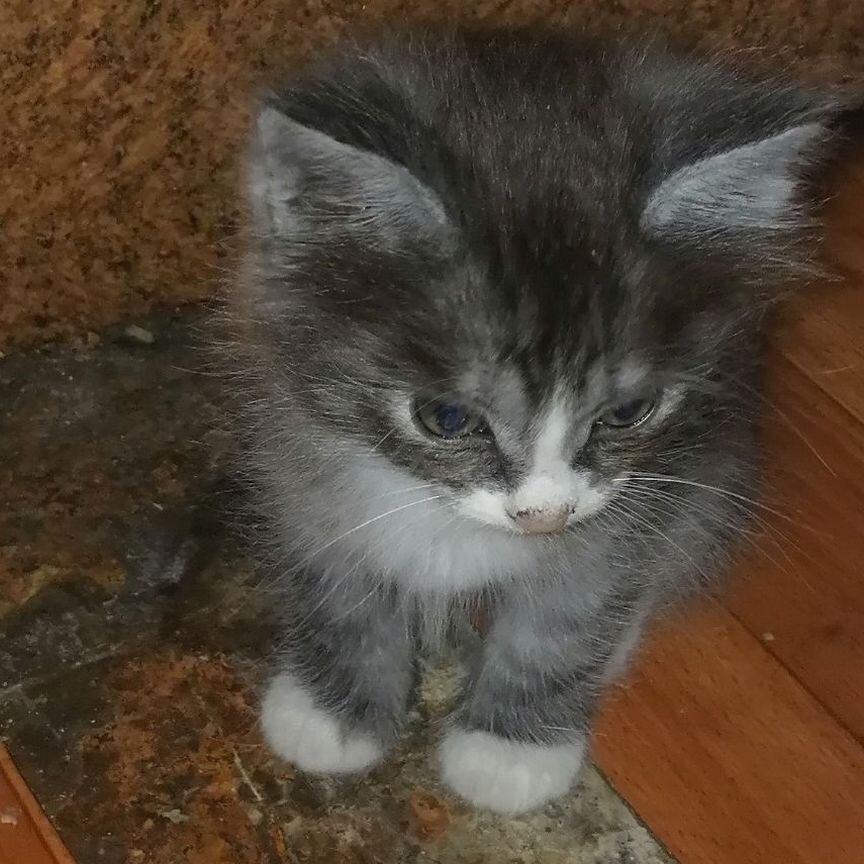 Сибирский котёнок
