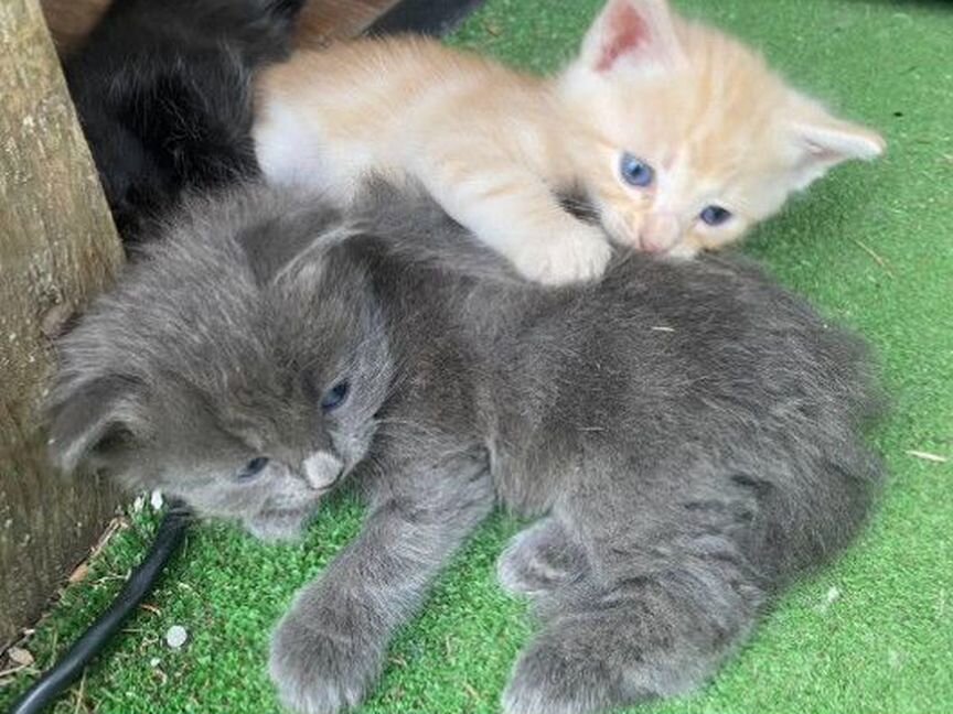 Котята майские коты