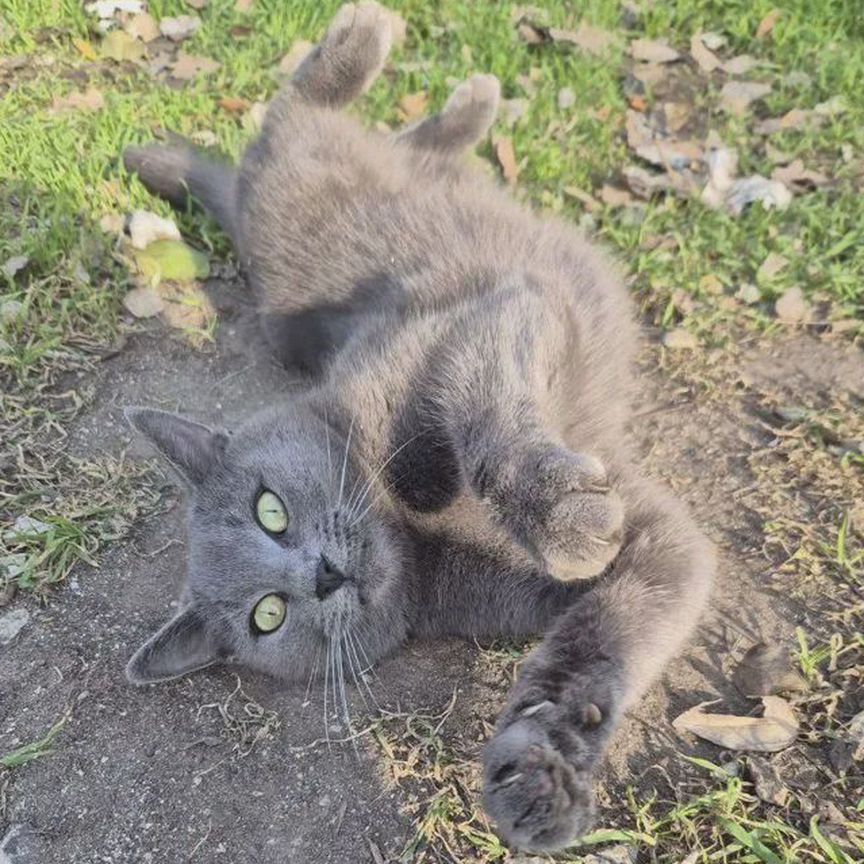 Кошки в добрые руки помогите