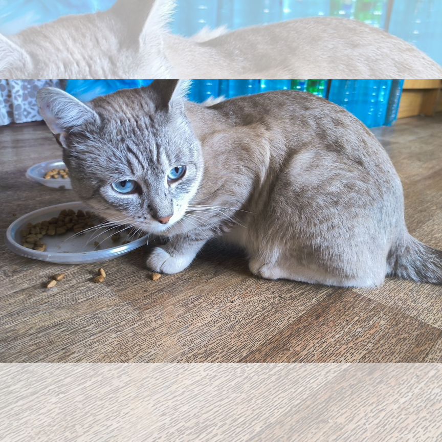 Кот в добрые руки