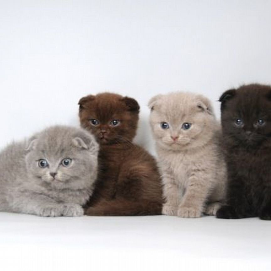 Шотландские котята