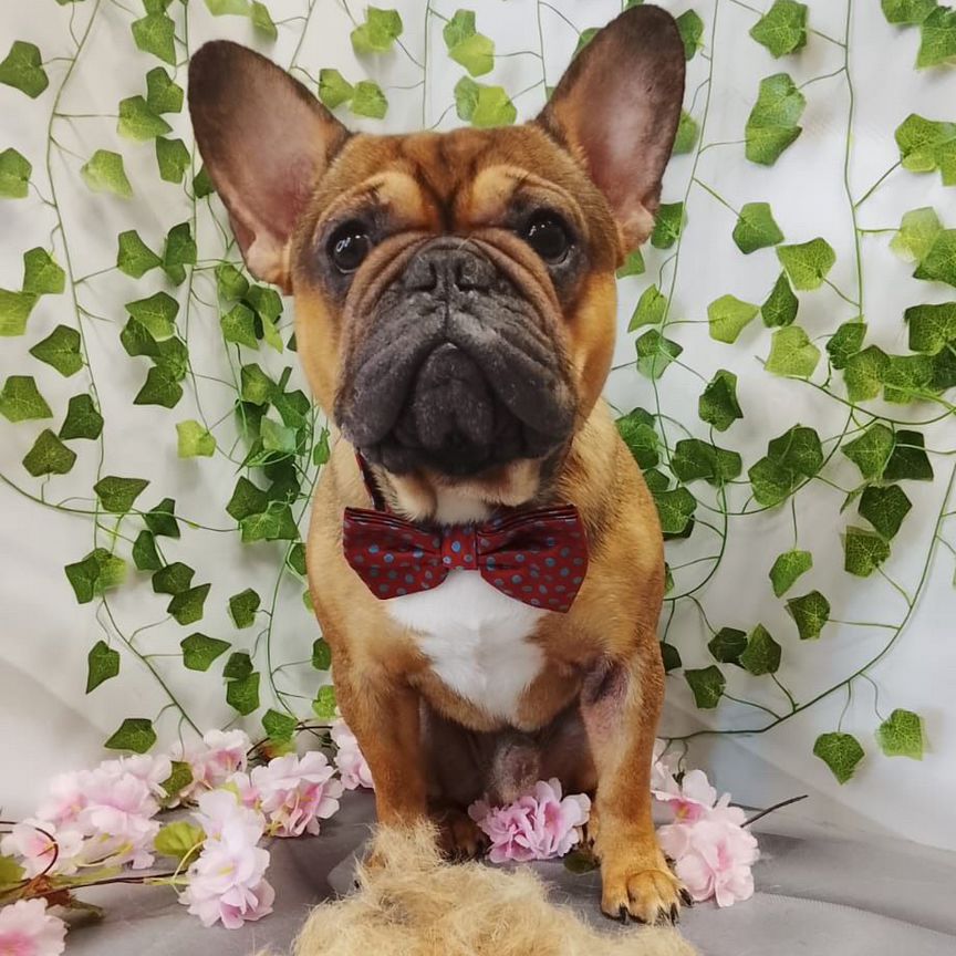 Французский бульдог вязка