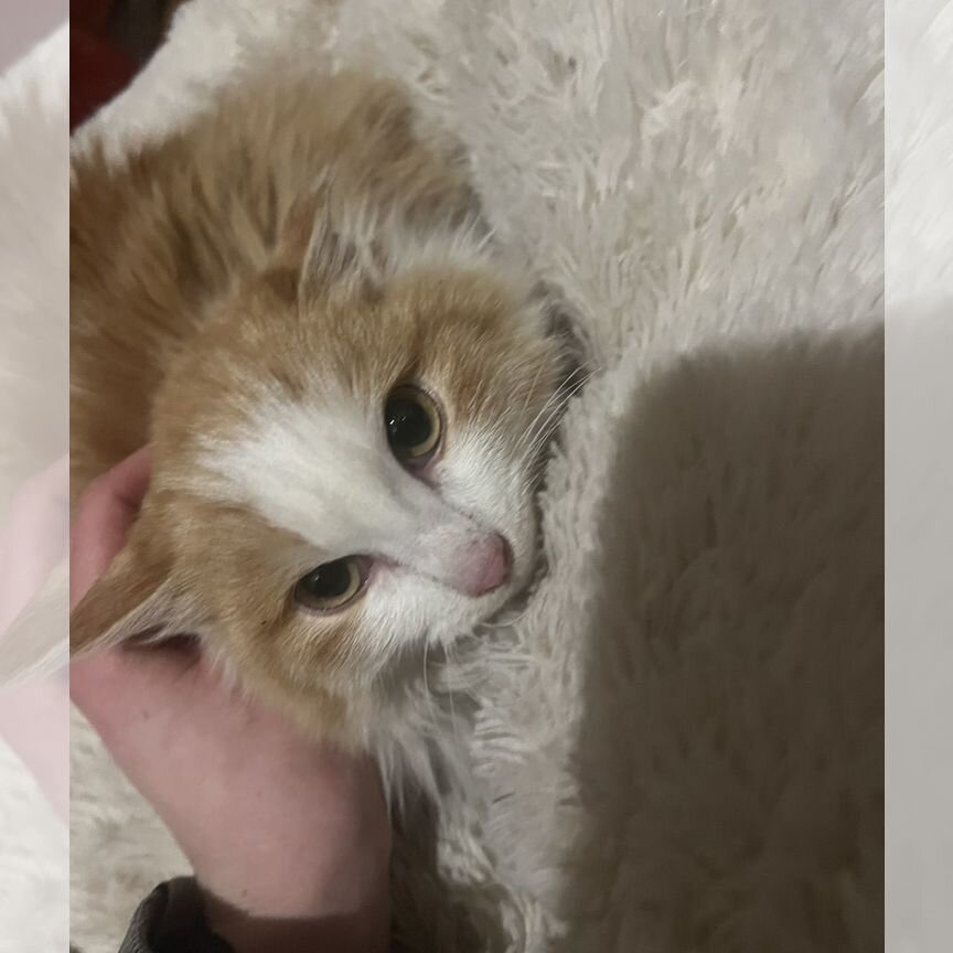 Взрослая, Девочка кошка в добрые руки