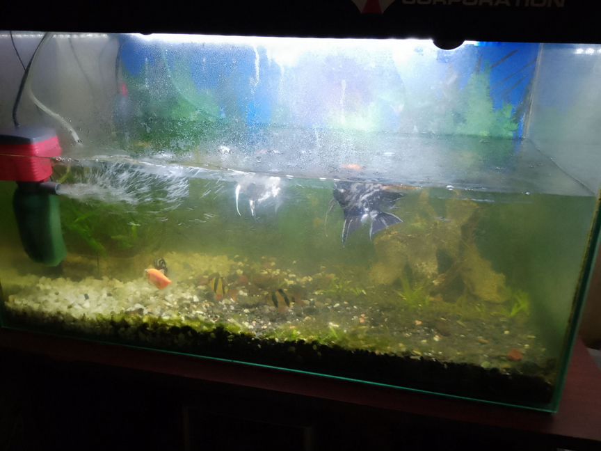 Аквариумные рыбки бесплатно