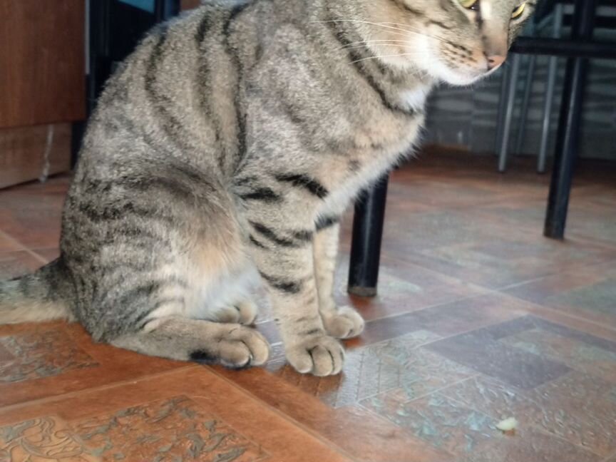 Кот в добрые руки