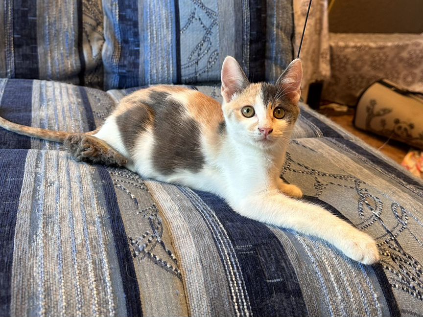 Котенок в дар