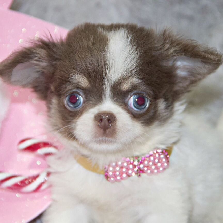 Чихуахуа, щенок