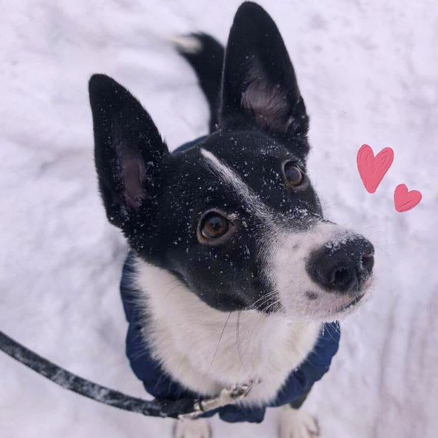 Взрослая собака в добрые руки