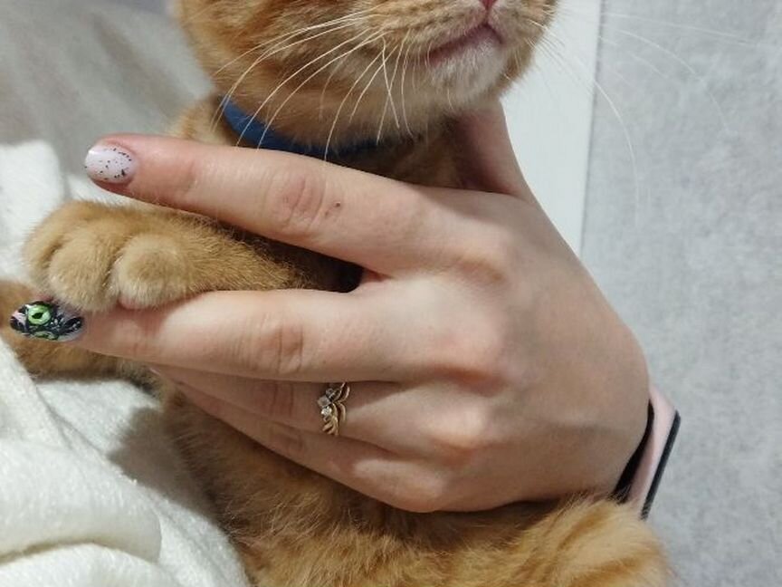 Милейший котёнок в хорошие руки