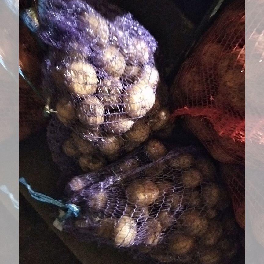 Картофель кормовой