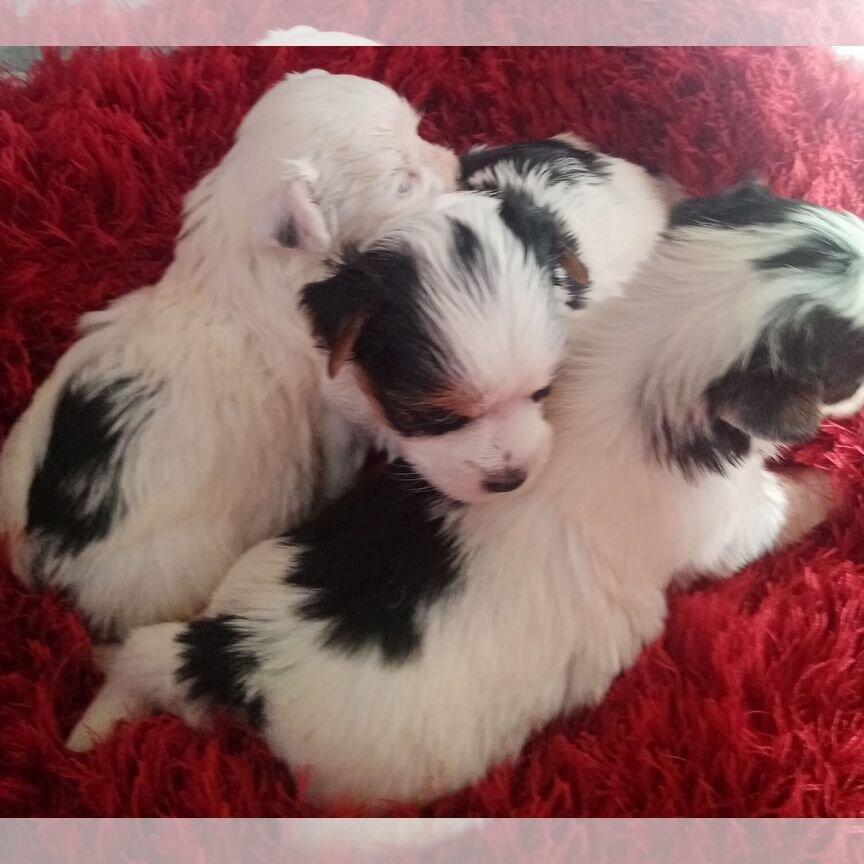 Бивера с документами