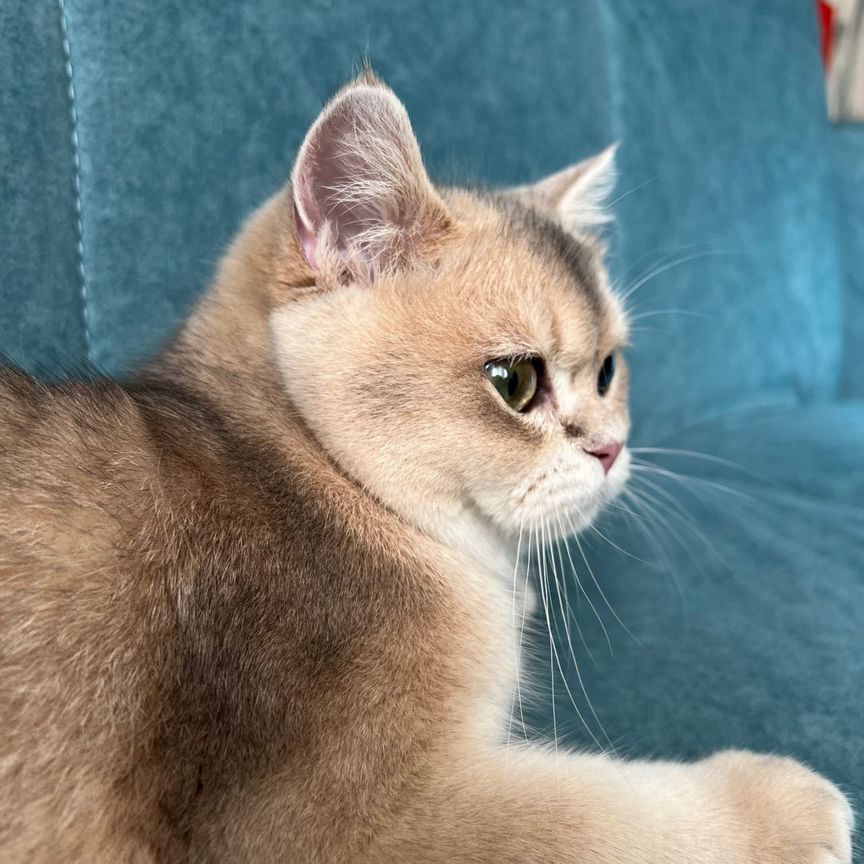 Британский голубой котик