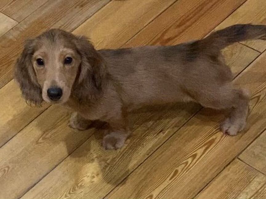 Такса миниатюрная длинношерстная мрамор