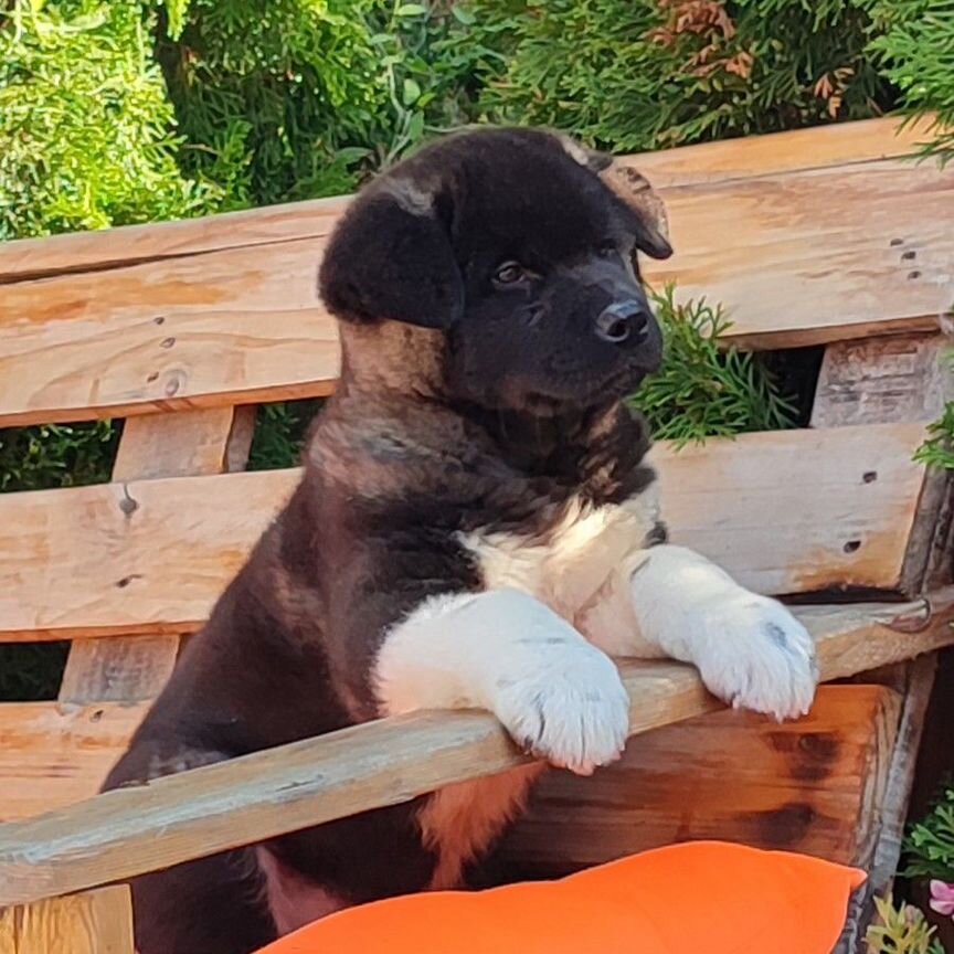 Акита Американская Акита