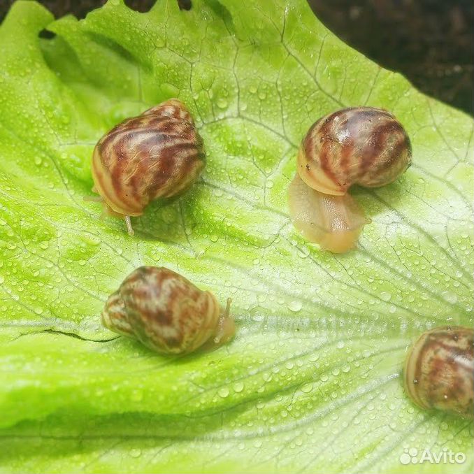 Улитка ахатина имакулята