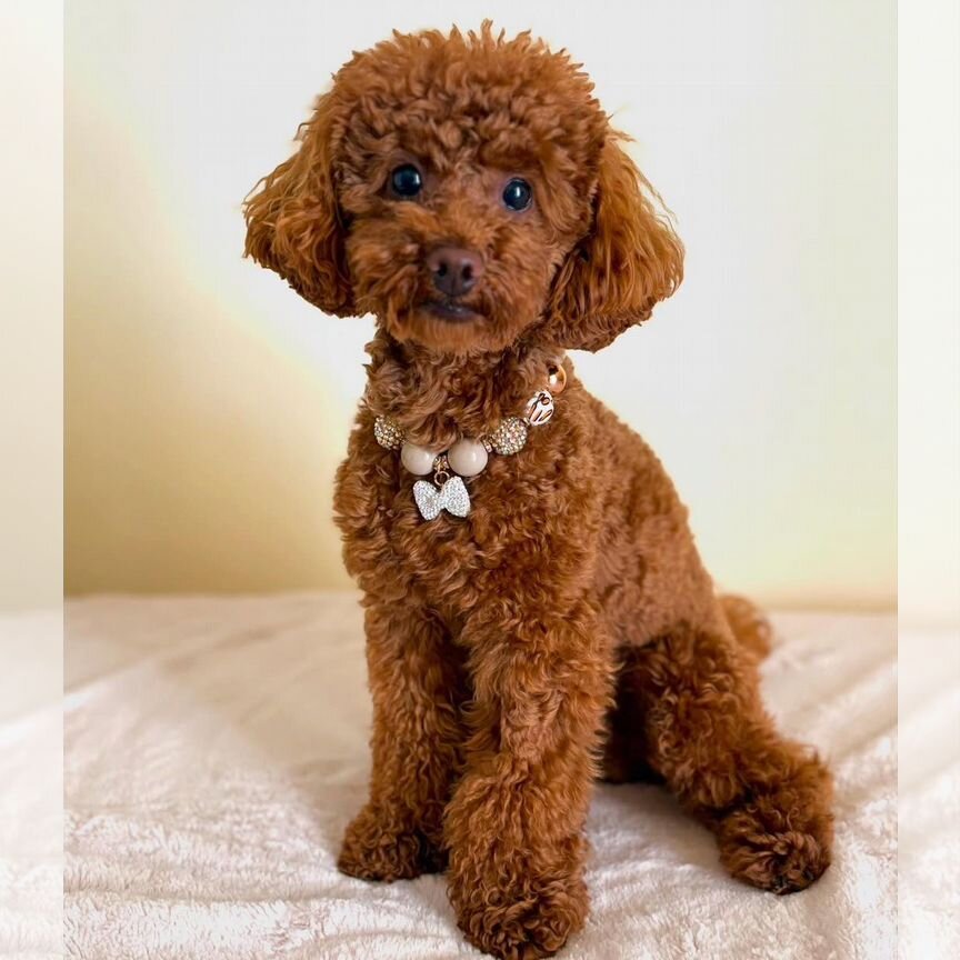 Той-пудель, щенок