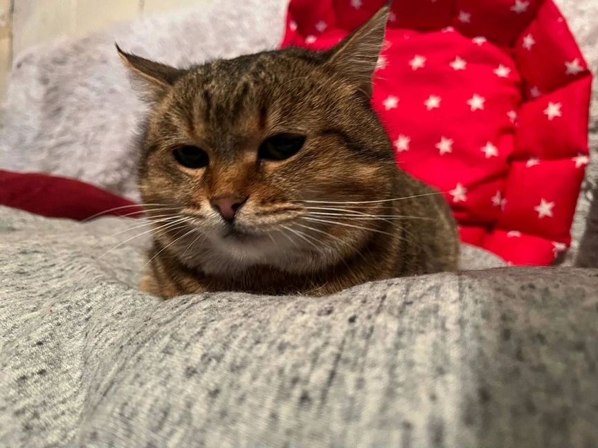 Кошка Маргоша