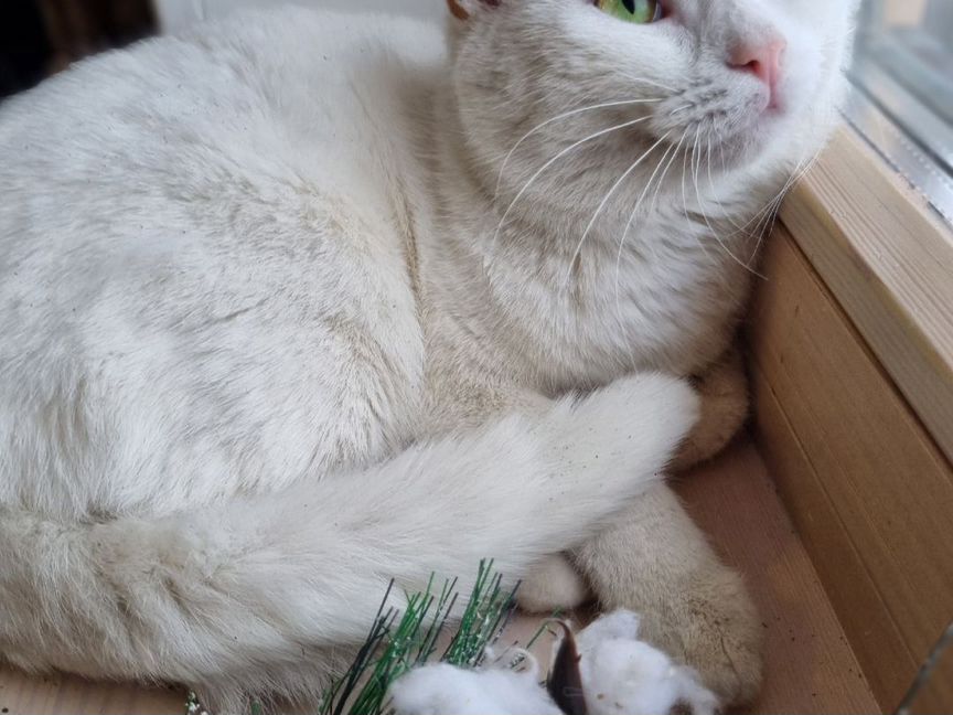 Белая ласковая кошка ищет дом