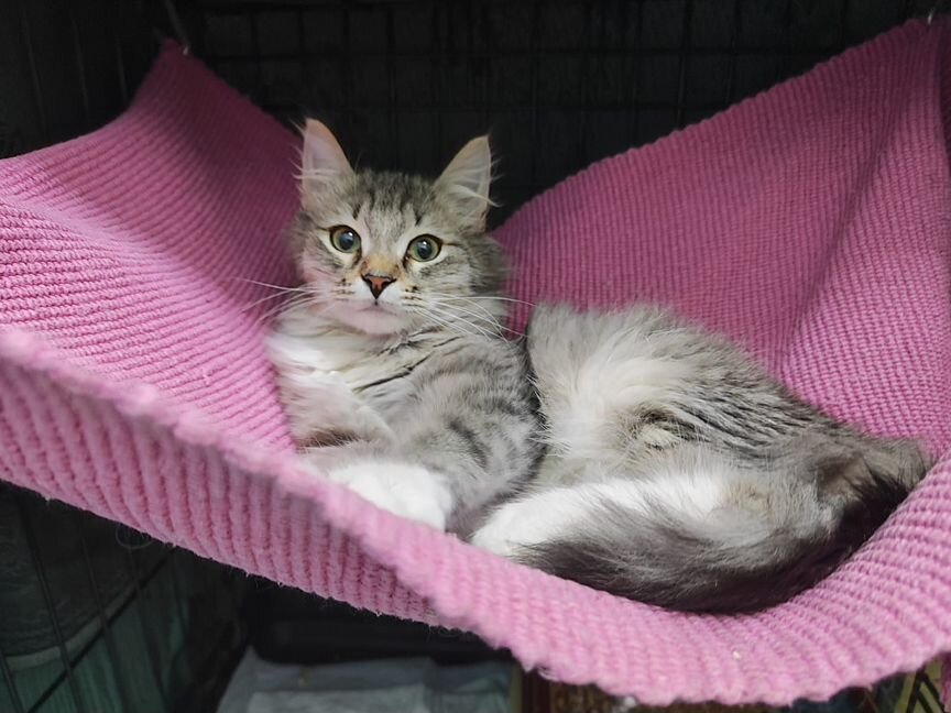 Котёнок Дымка