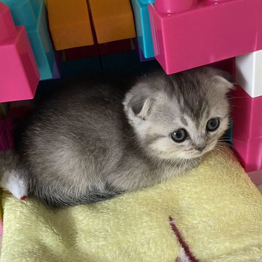 Шотландские вислоухие котята