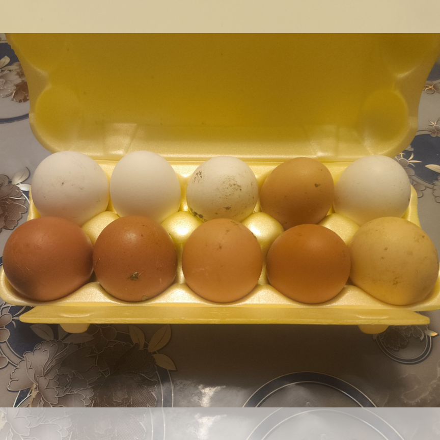 Оплодотворенные яйца