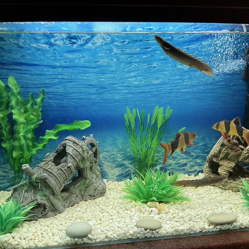 Аквариум с рыбками