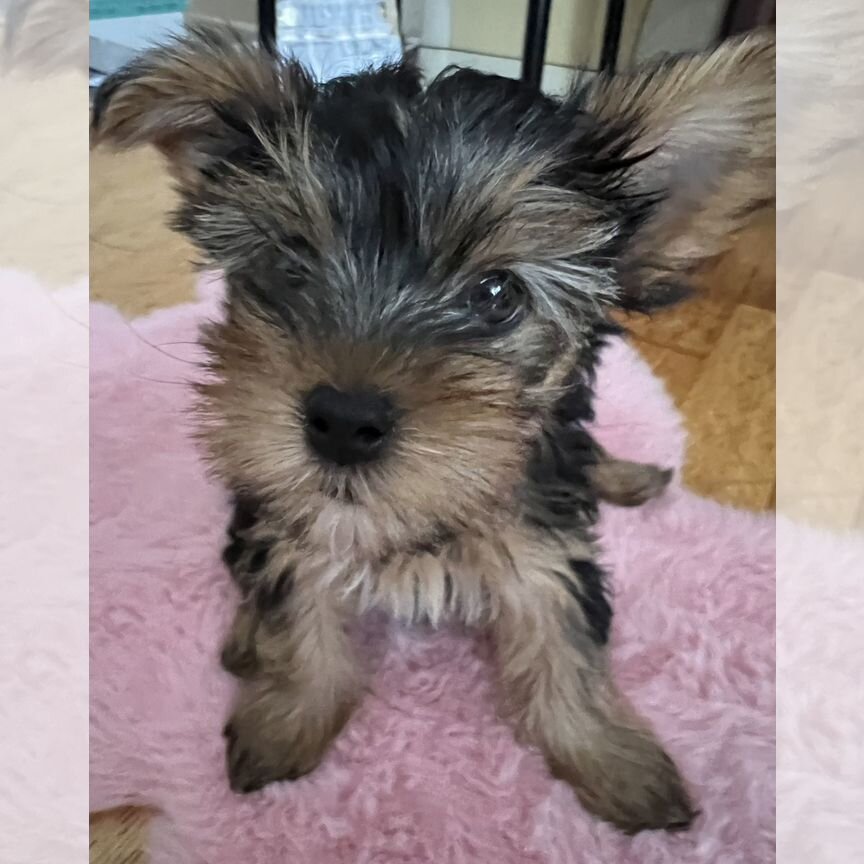 Йоркширский терьер, щенок