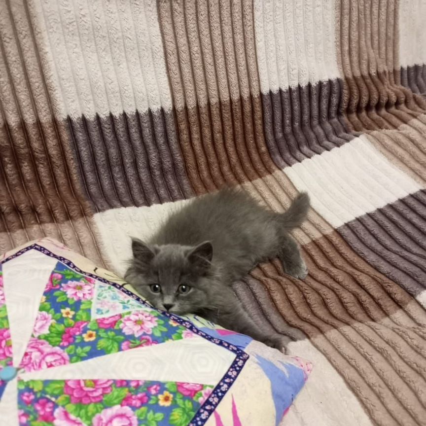 Кошечка на вид 2 месяца, в лоток ходит