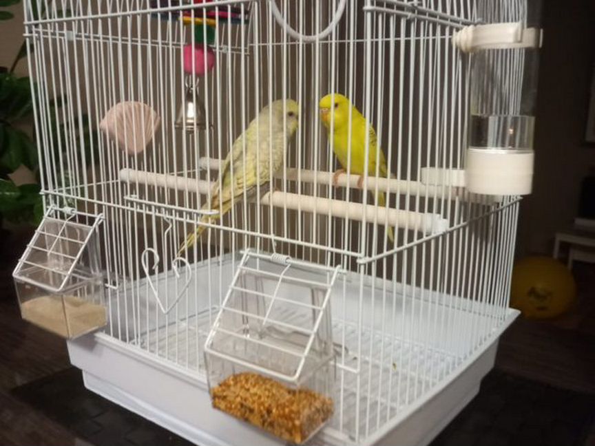 Волнистые попугайчики просто подарим