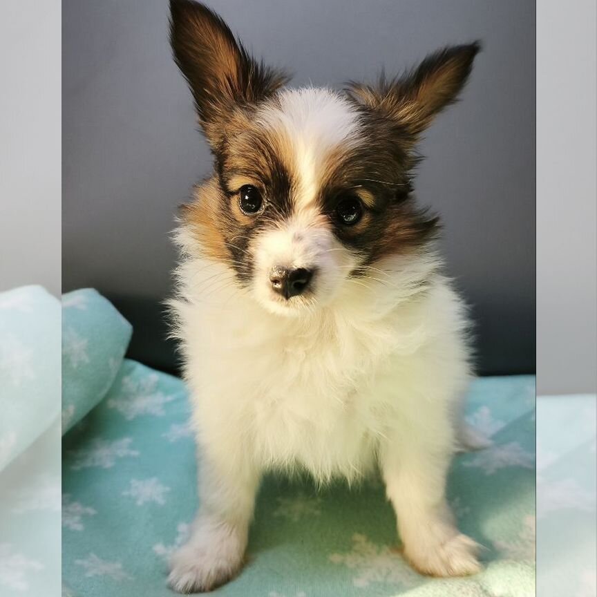 Континентальный той-спаниель папильон, щенок