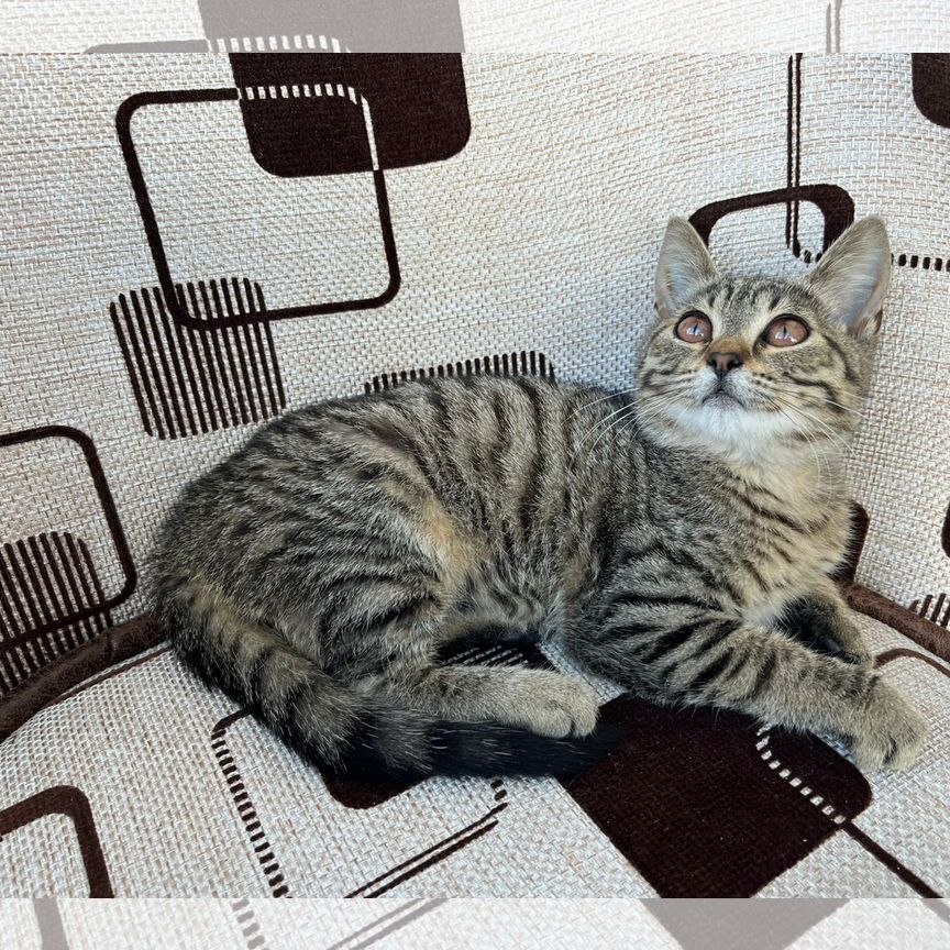 Ласковый котёнок, девочка, в добрые руки