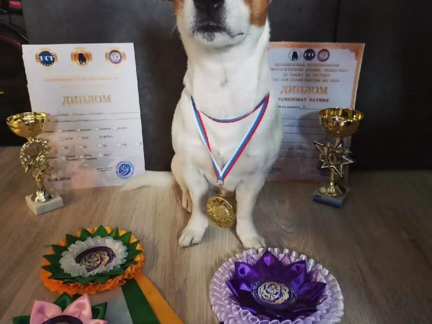 Вязка кобель Джек Рассел терьер