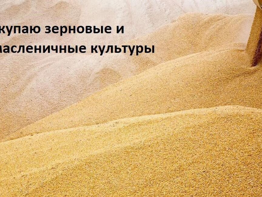 Зерно пшеница ячмень горох лен кукуруза оптом