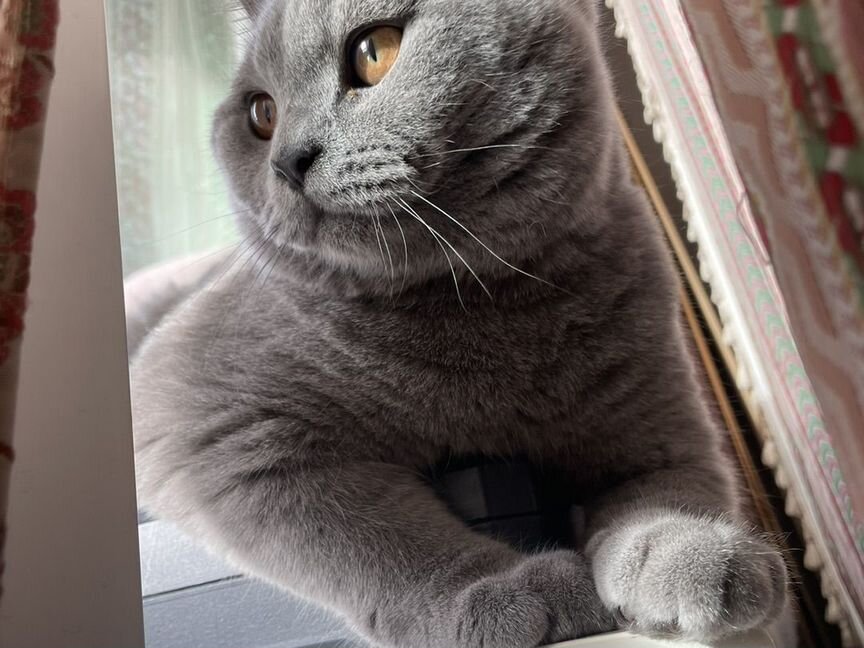 Британский кот