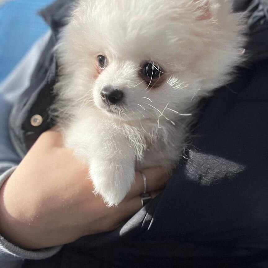 Щенок шпица