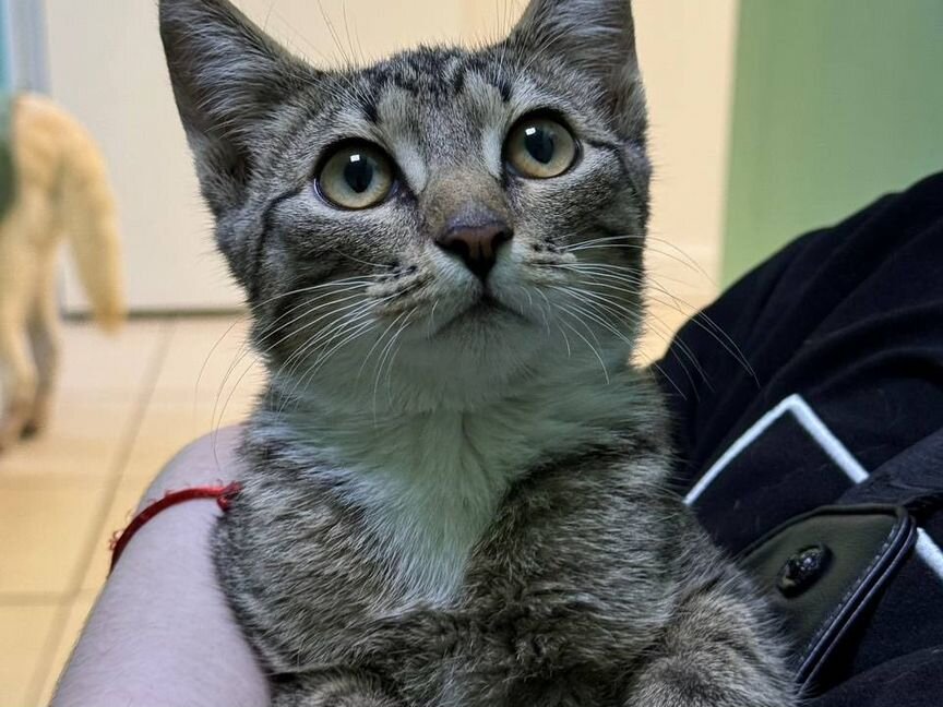 Котенок в добрые руки