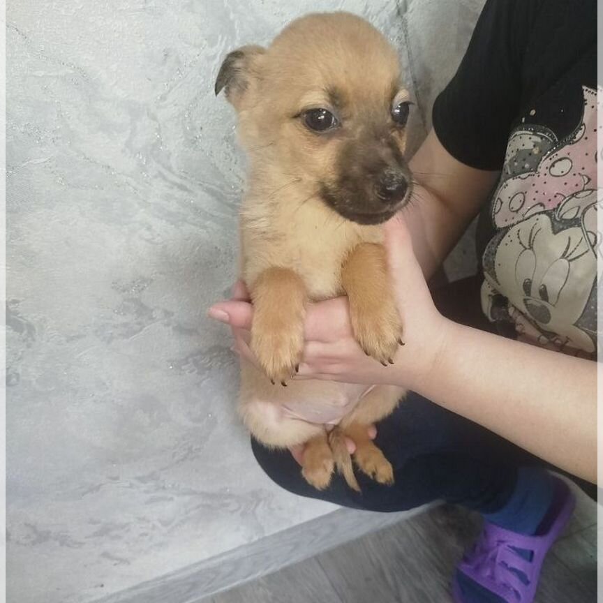 Щенок в добрые руки