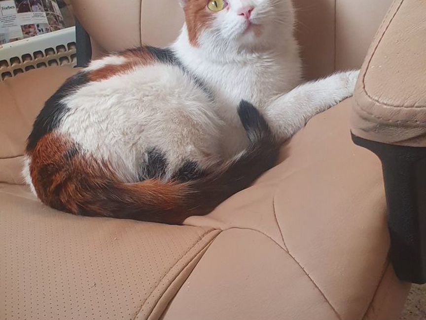 Кошечка в добрые руки
