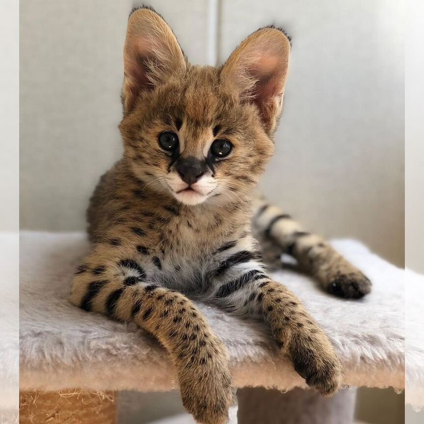 Котята саванна
