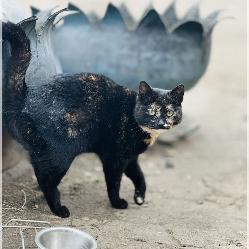 Кошка