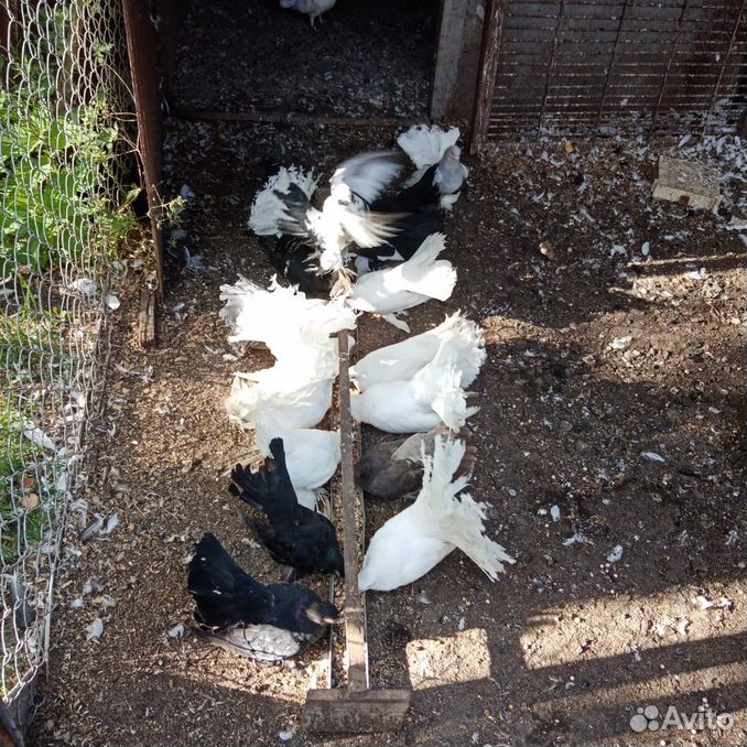 Голуби статные