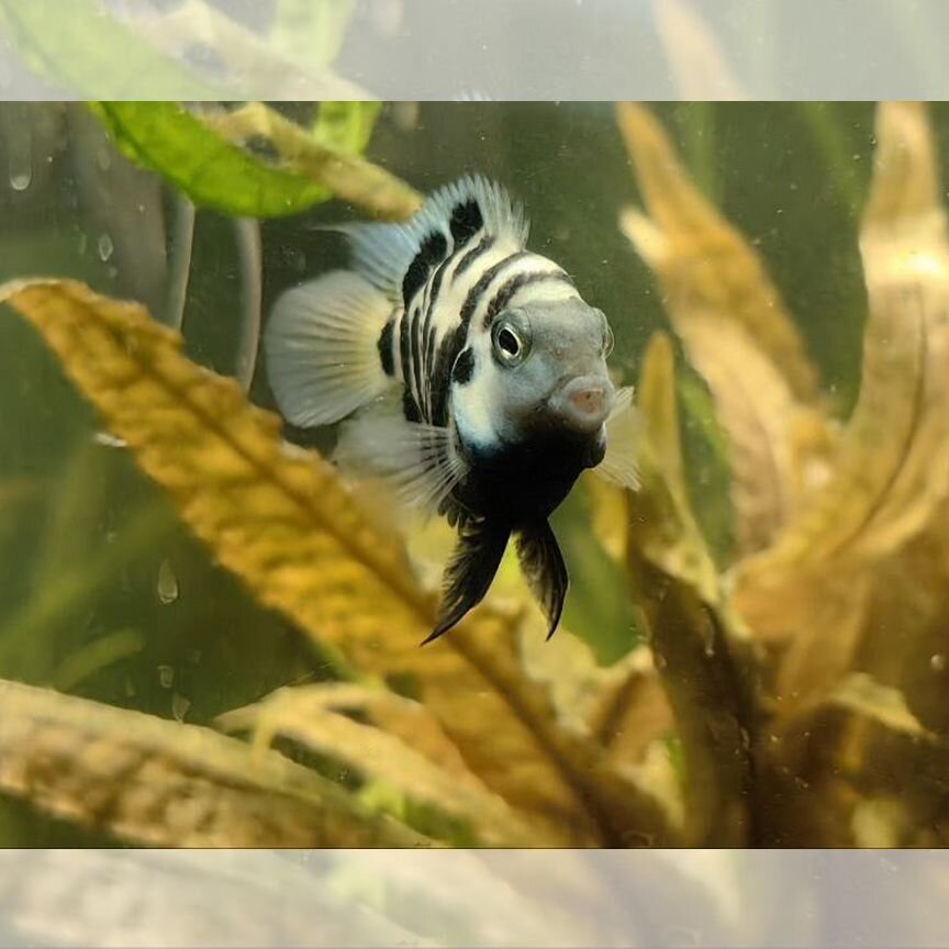 Аквариумные рыбки и растения