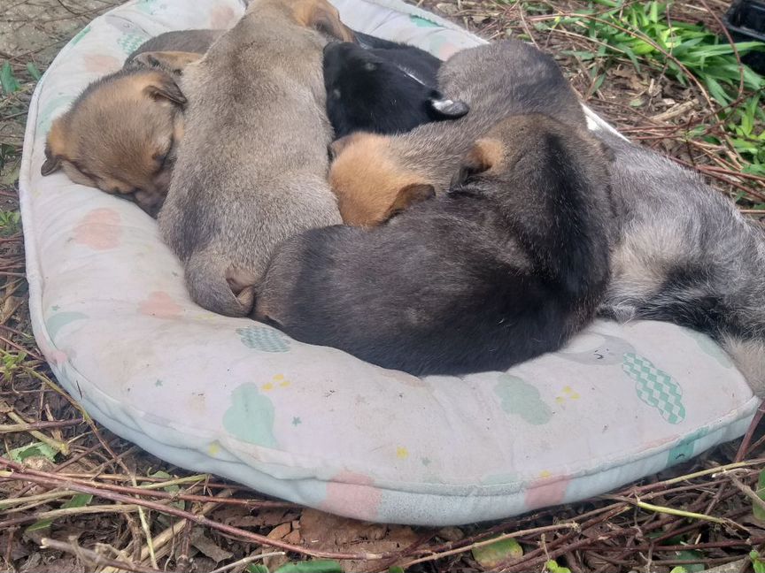 Щенята 2 месяца
