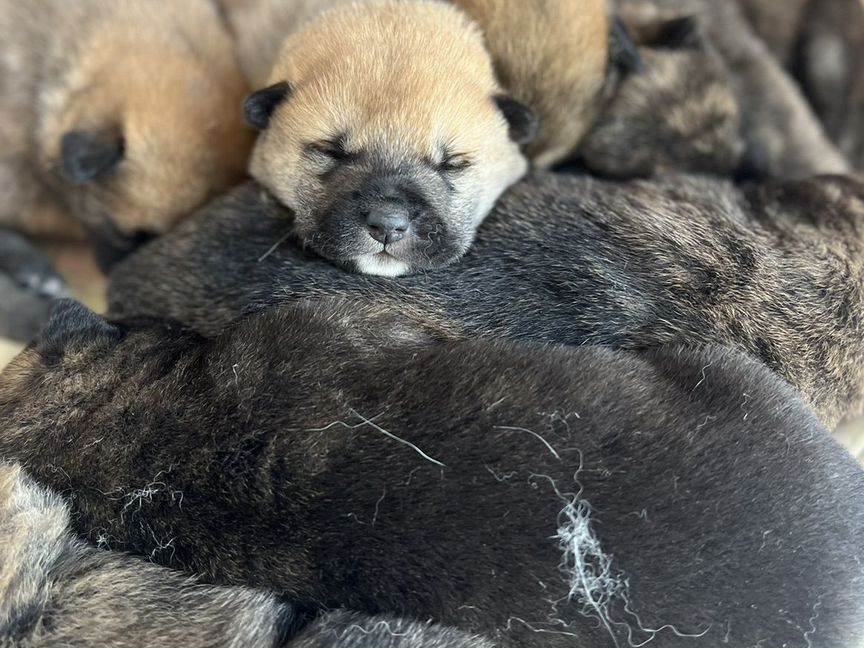 Щенки (смесь Акито-ину с кем-то)