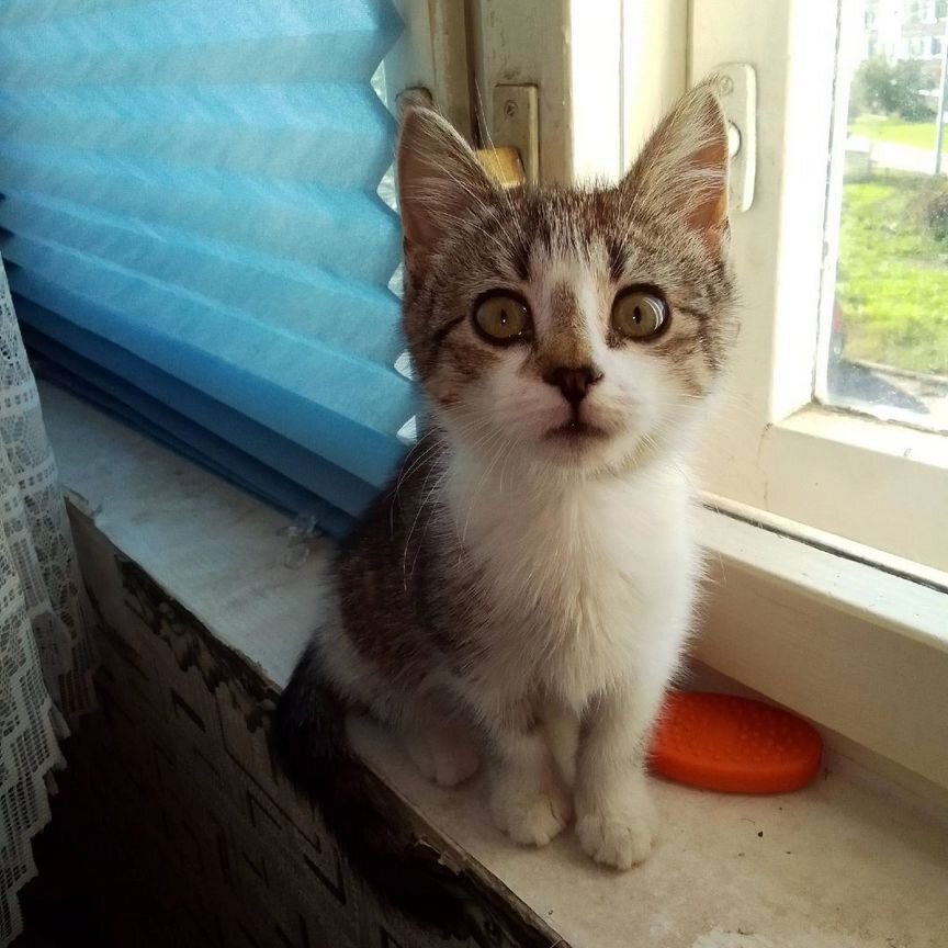 Котёночка Лола хочет домой