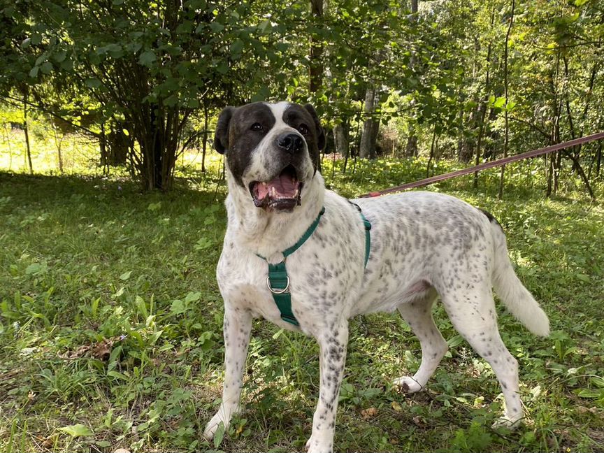 Метис кане-корсо в добрые руки