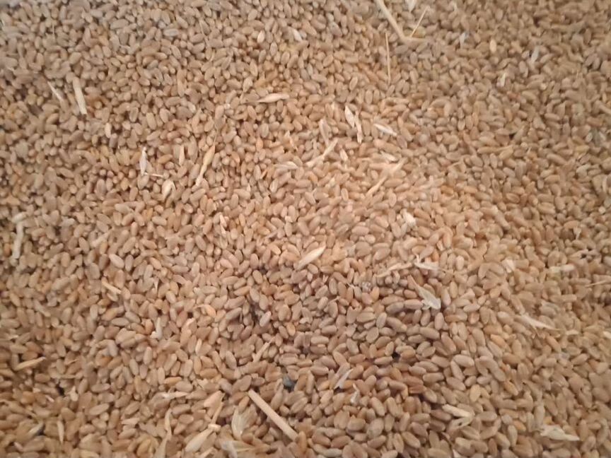 Зерно- пшеница озимая