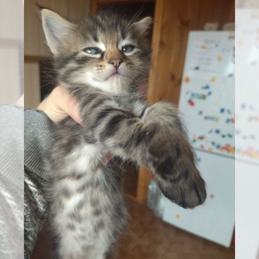 Отдам котят в добрые руки