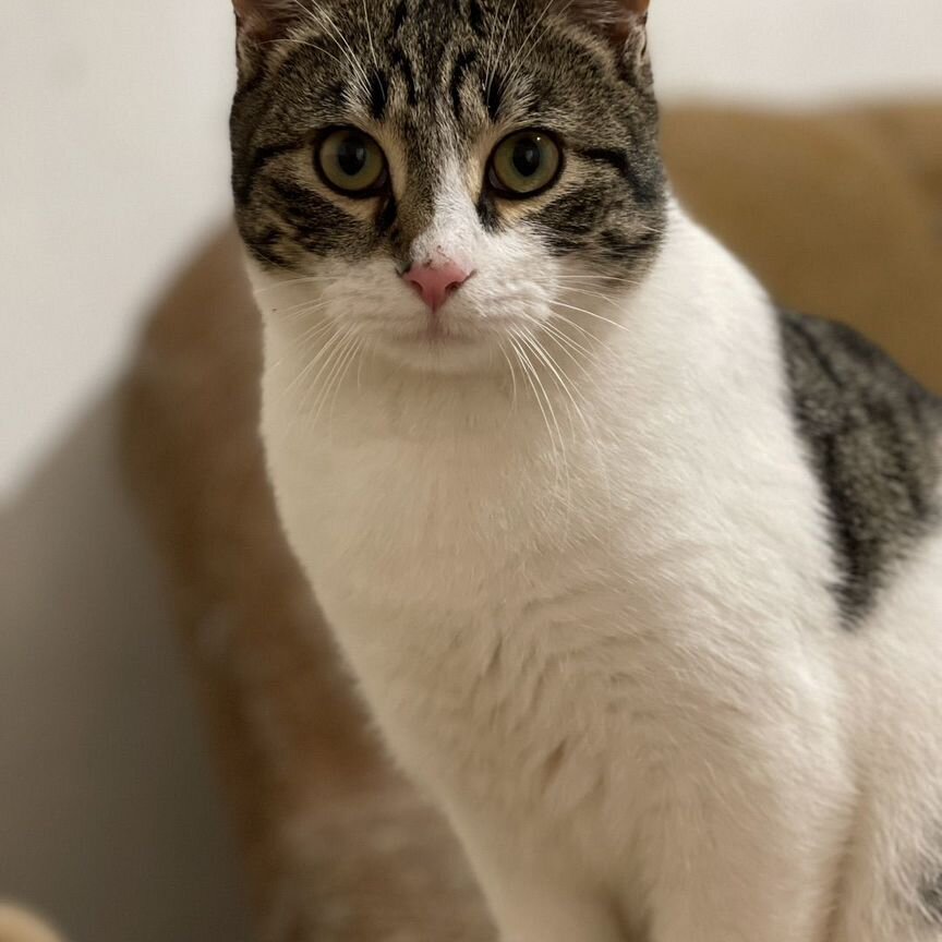 Котенок Борис